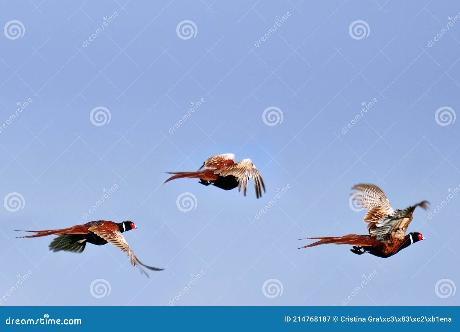 Three Stages of Pheasant Flight Stock Image - Image of beautiful ...