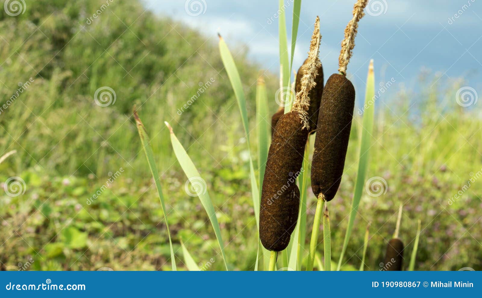 Three Stalks of Cattails in the Swamp Stock Image - Image of aquatic ...