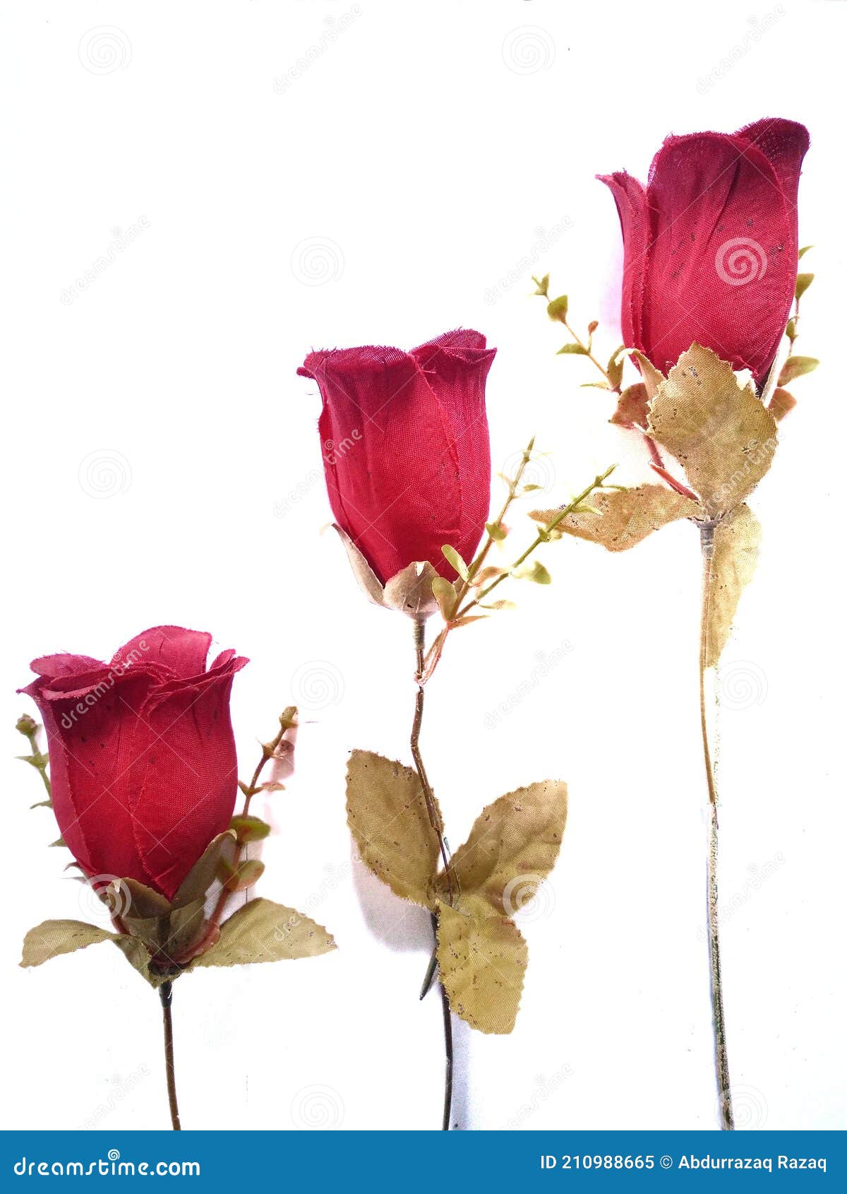 Three rose stalks stock image. Image of leaf, modern - 210988665