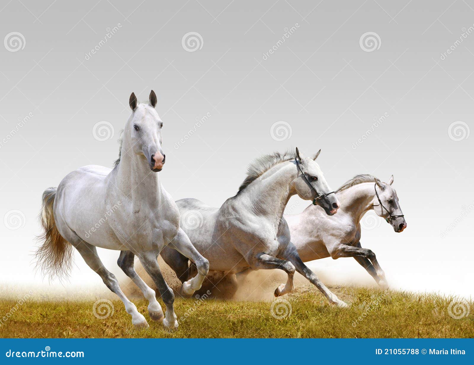 Three stallions stock photo. Image of equine, beast, black - 21055788