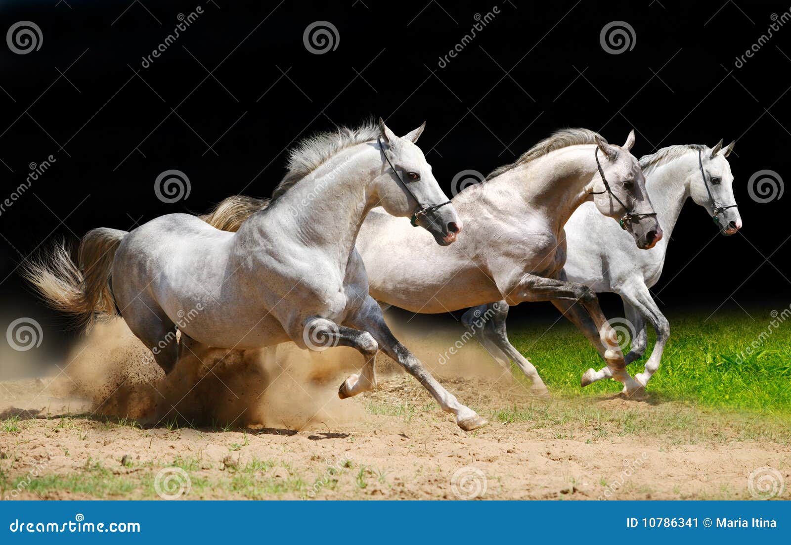 Three stallions on black stock image. Image of farm, ranch - 10786341