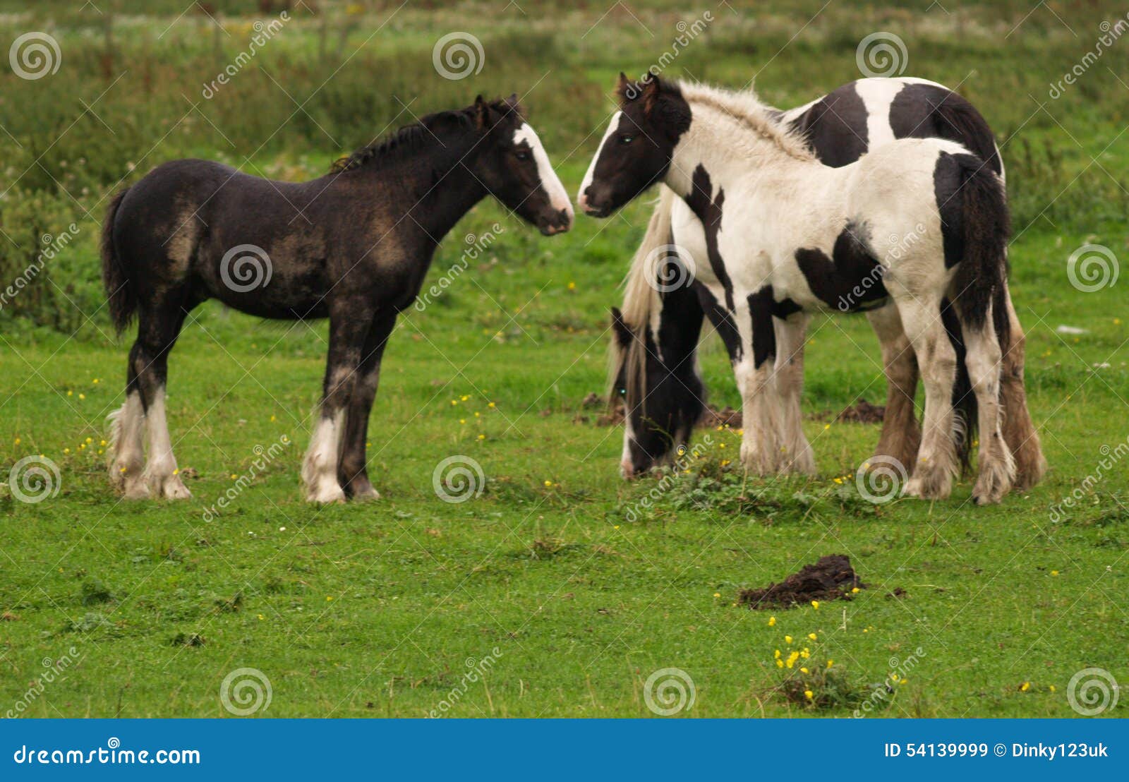 Three standing horse stock image. Image of meat, walking - 54139999