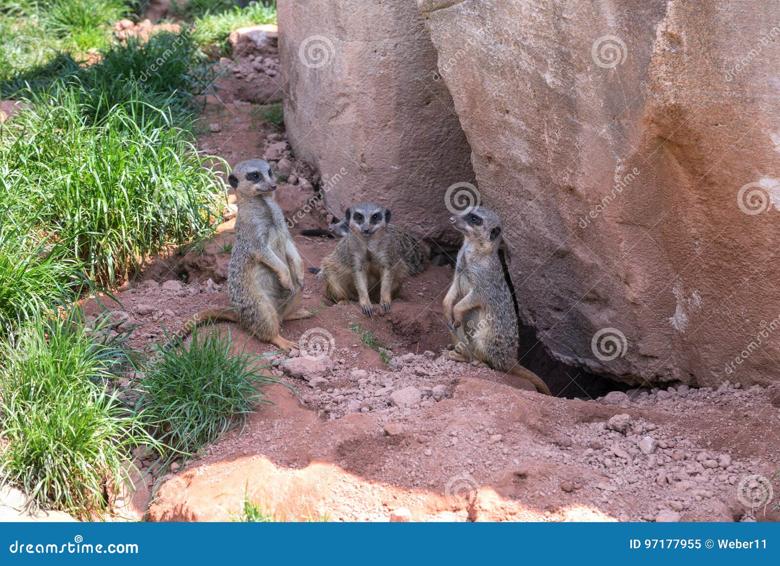 Three standing meerkats stock image. Image of rest, group - 97177955