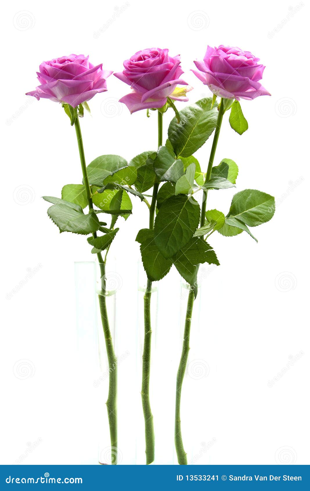 Three standing pink roses stock image. Image of bloom - 13533241