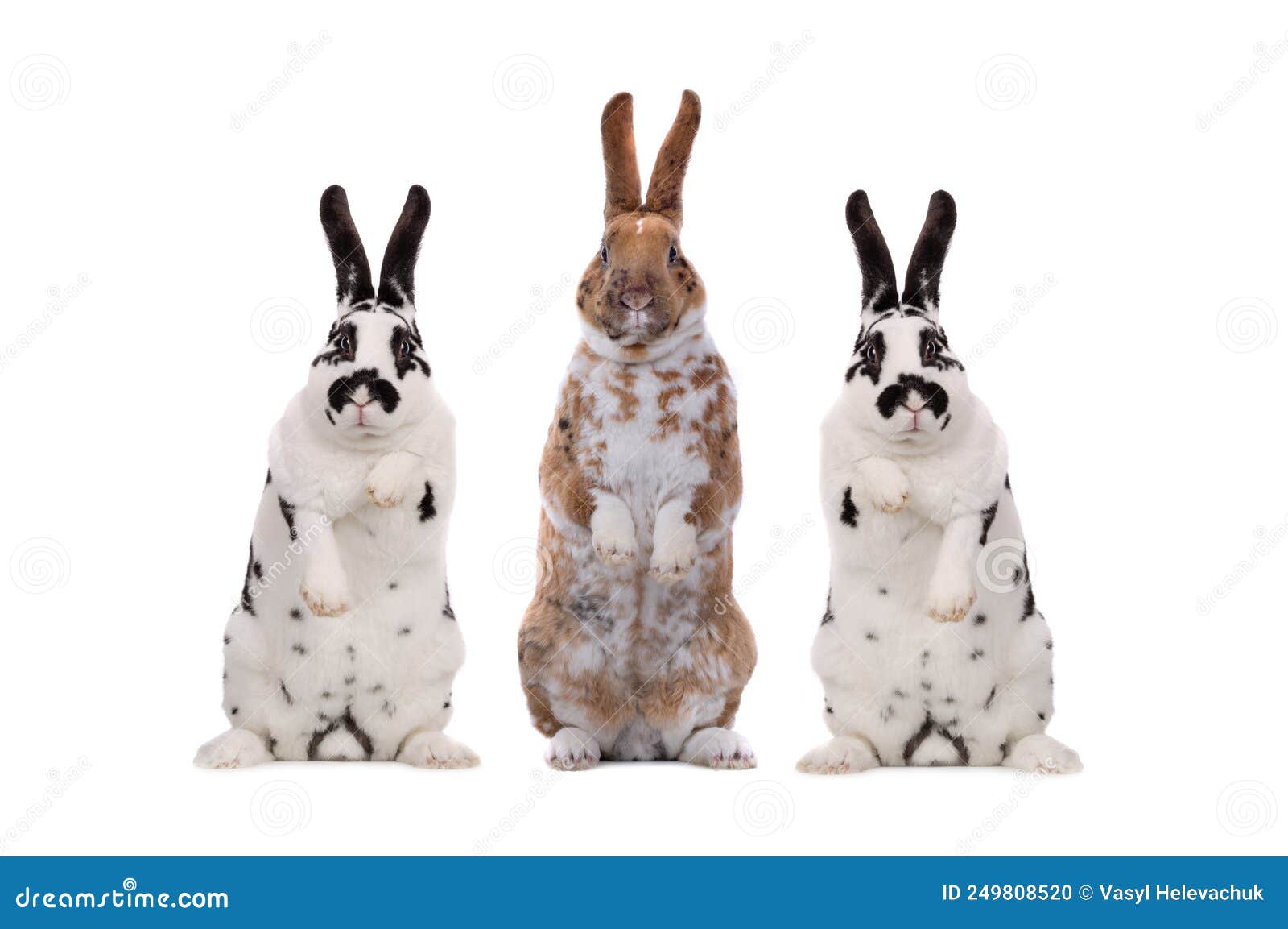 Three Standing Rabbit Isolated on a White Stock Photo - Image of ...