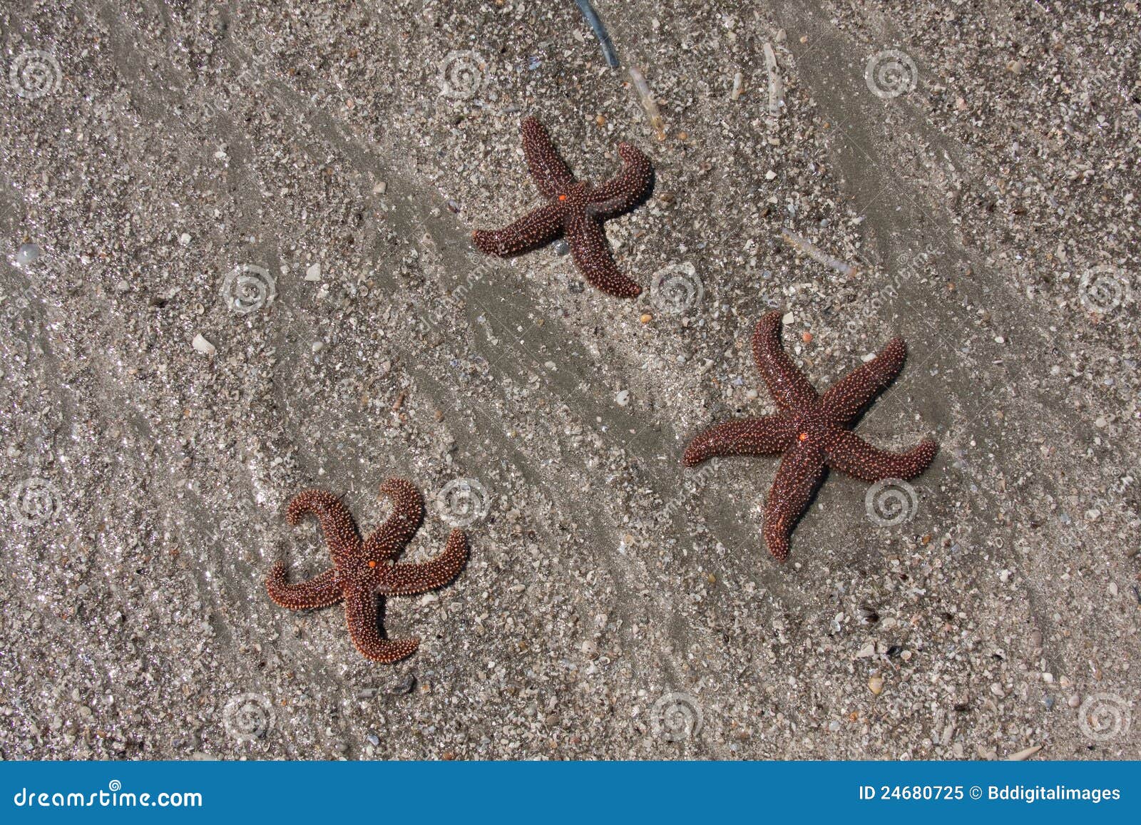 Three Starfish stock image. Image of three, aquatic, starfish - 24680725