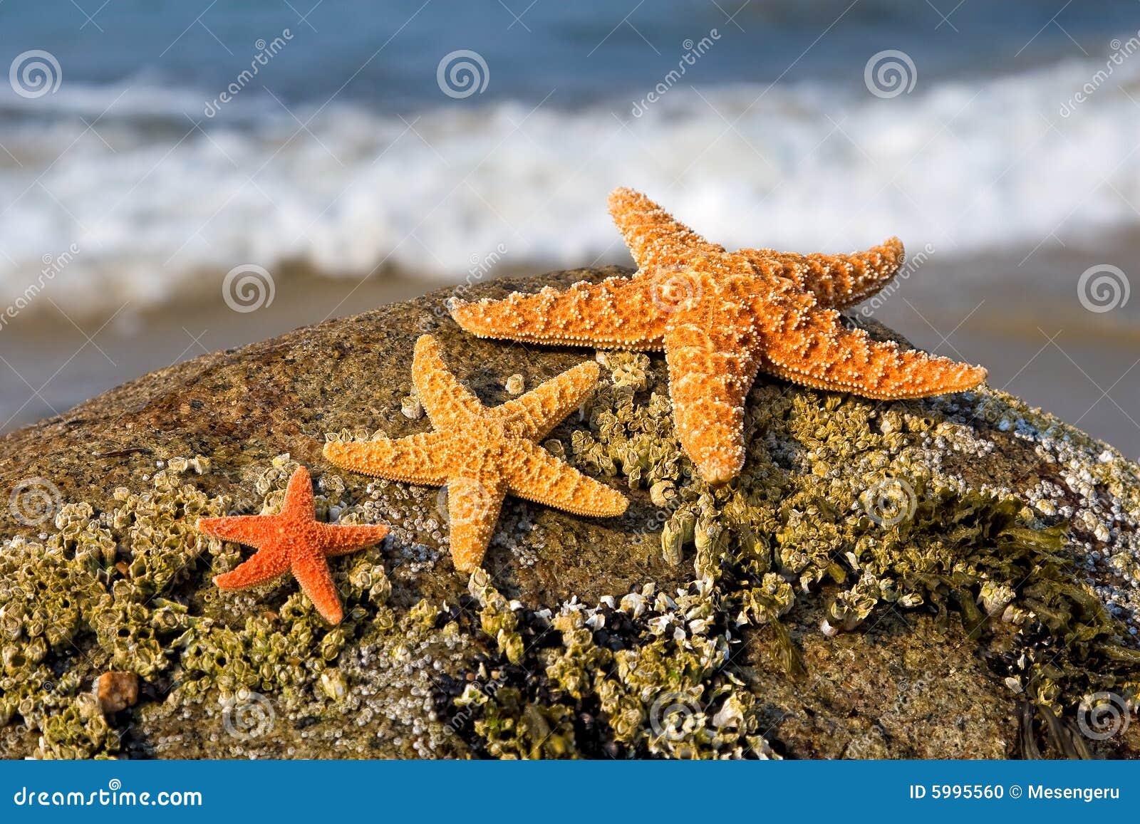Three starfish stock photo. Image of getaway, paradise - 5995560