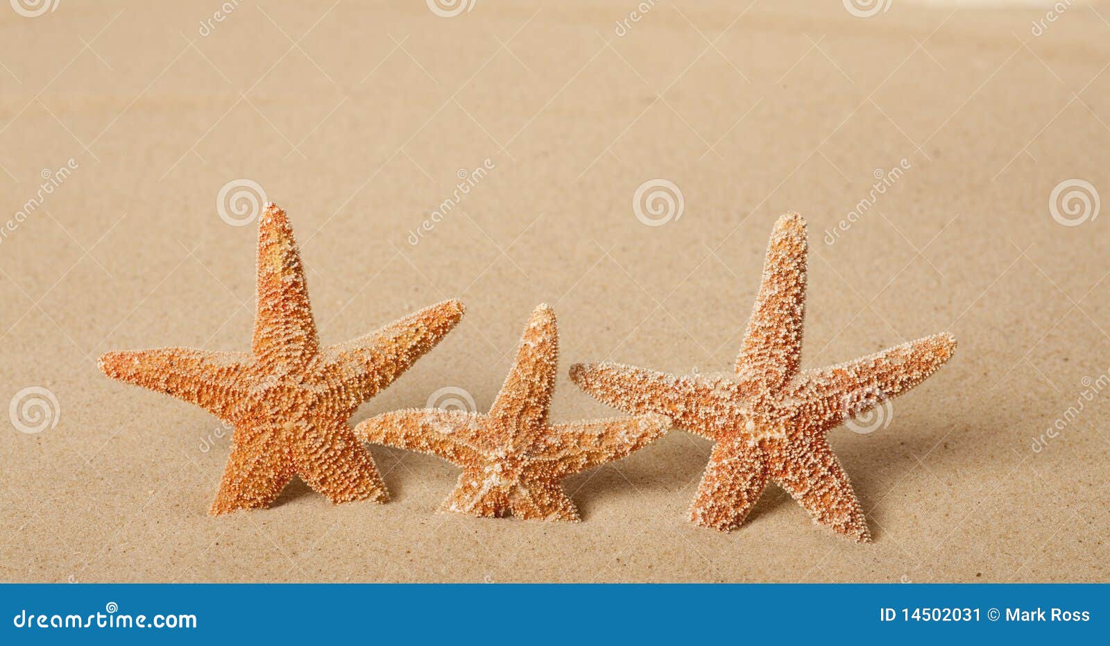 Three Starfish in the Sand stock image. Image of sand - 14502031