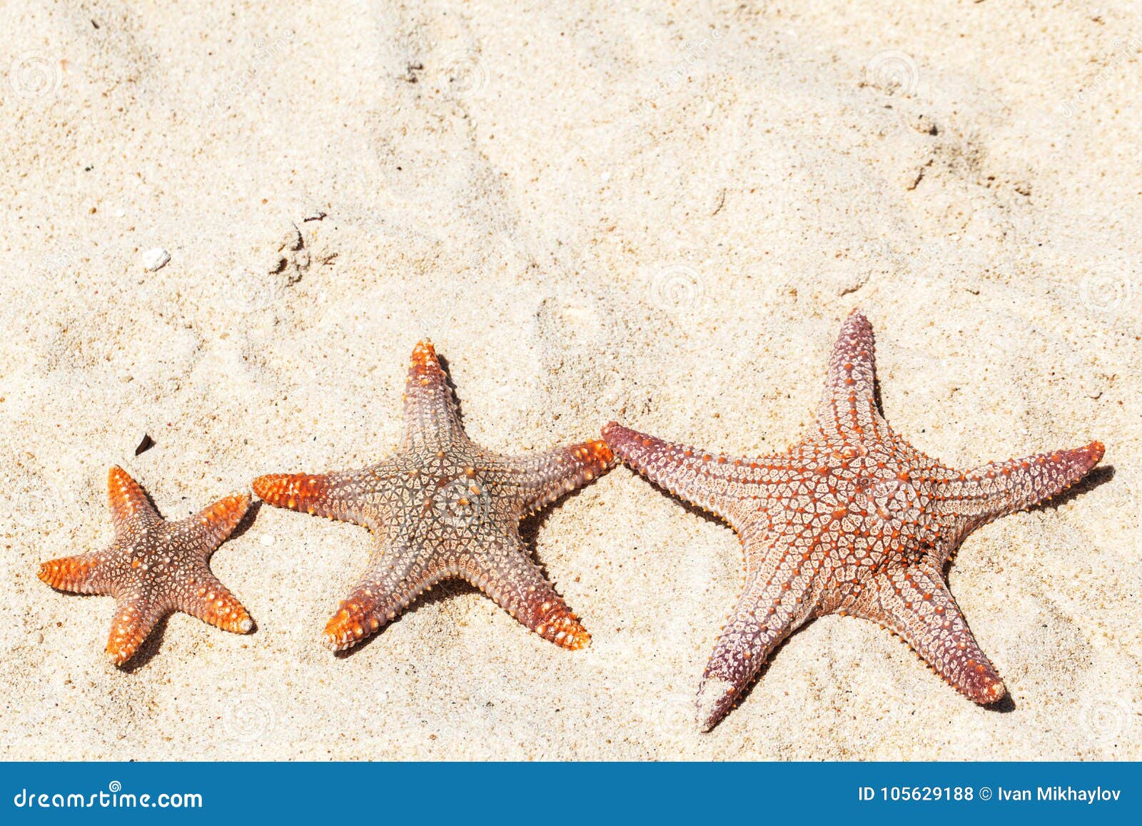 Three starfish on beach stock photo. Image of seascape - 105629188