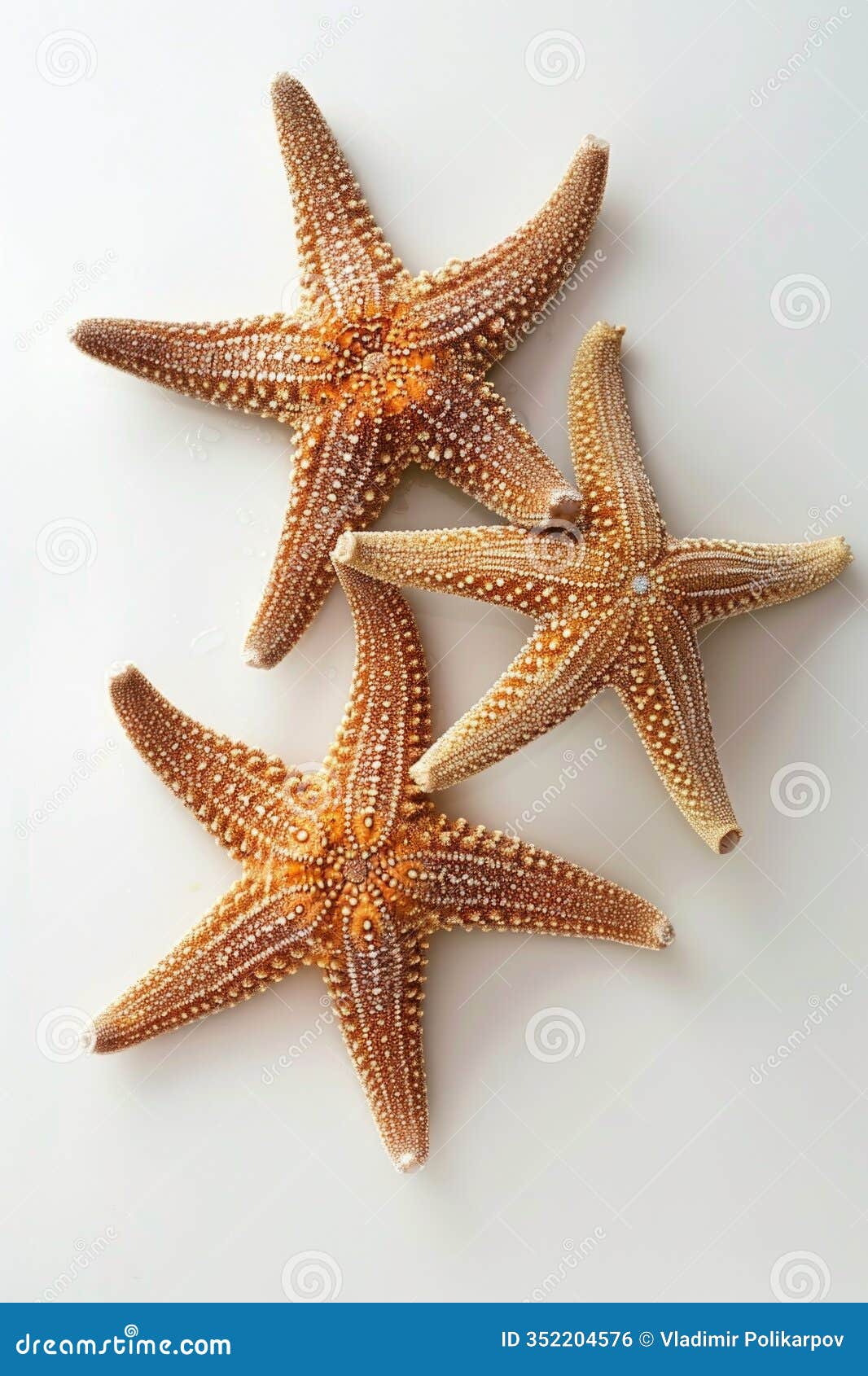 Three Starfish Sitting on a White Surface, Perfect for Beach-themed ...