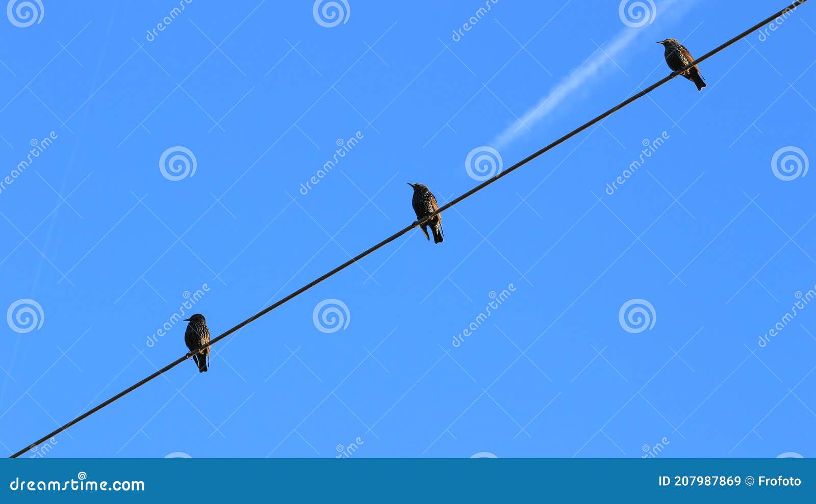 Three starlings on a cable stock image. Image of starling - 207987869