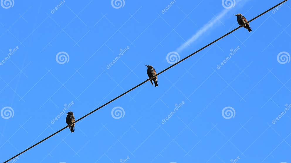 Three starlings on a cable stock image. Image of starling - 207987869