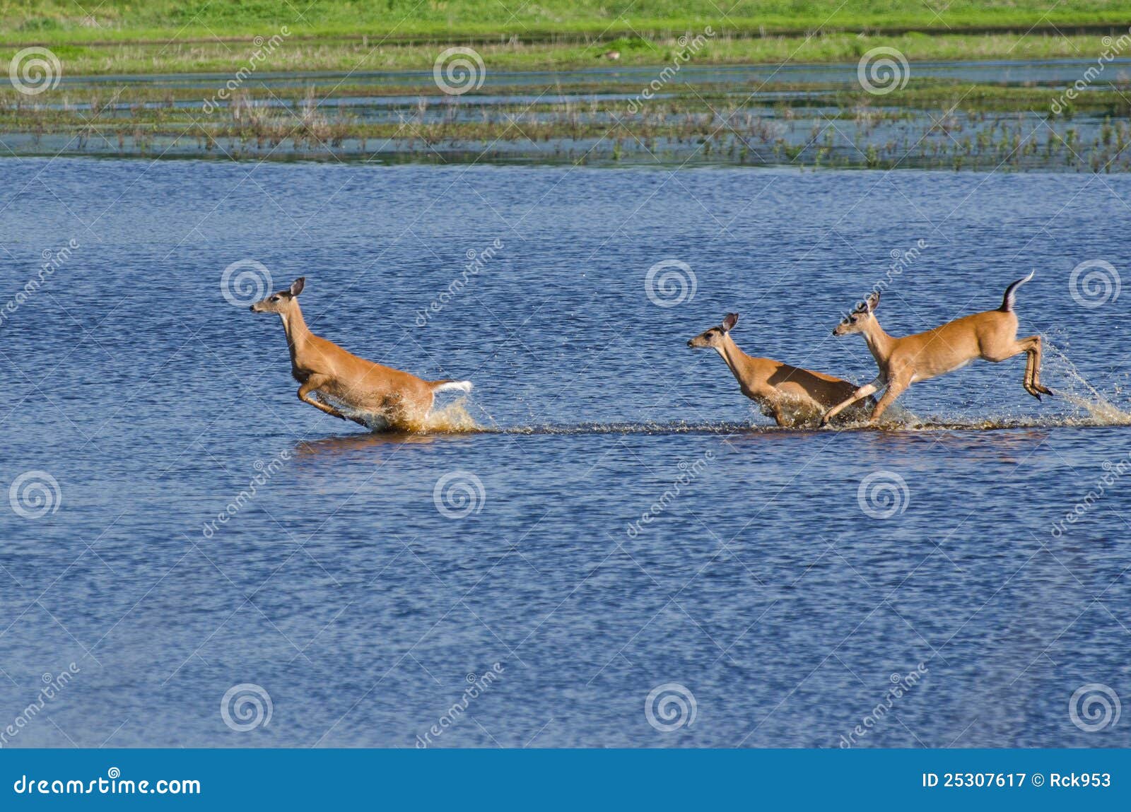 Three Startled Deer Running through the Water Stock Image - Image of ...