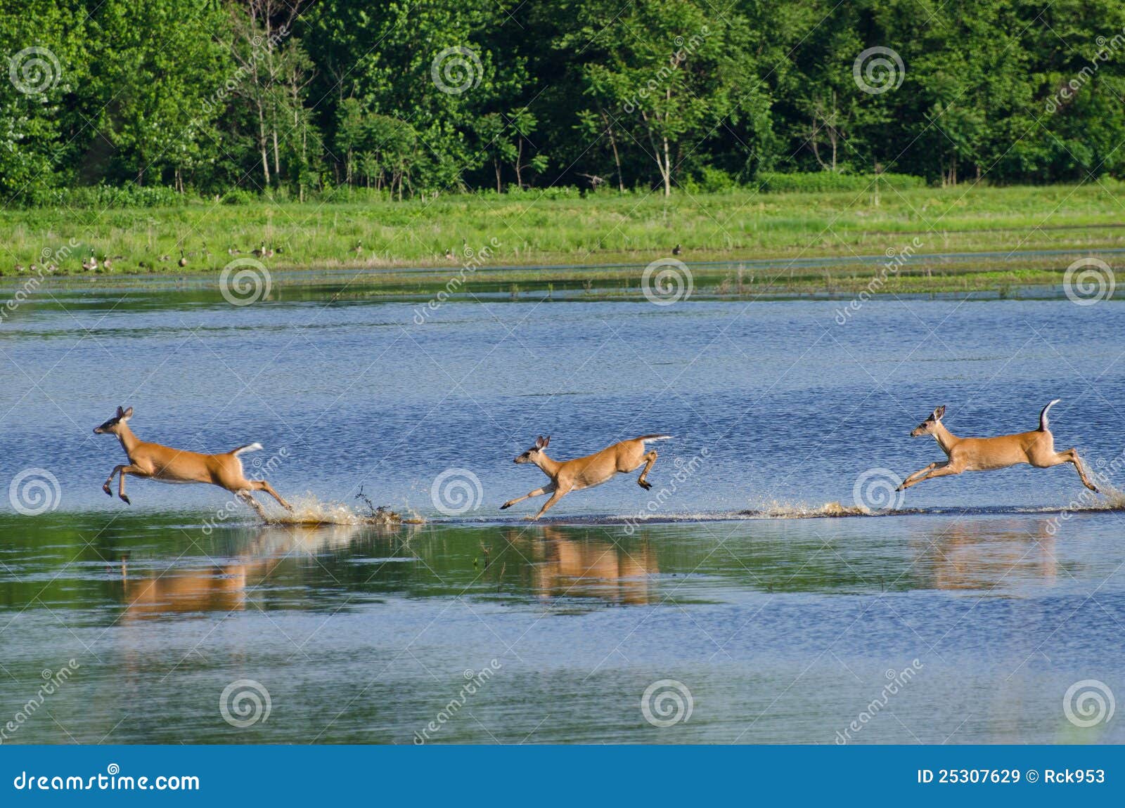 Three Startled Deer Running through the Water Stock Image - Image of ...