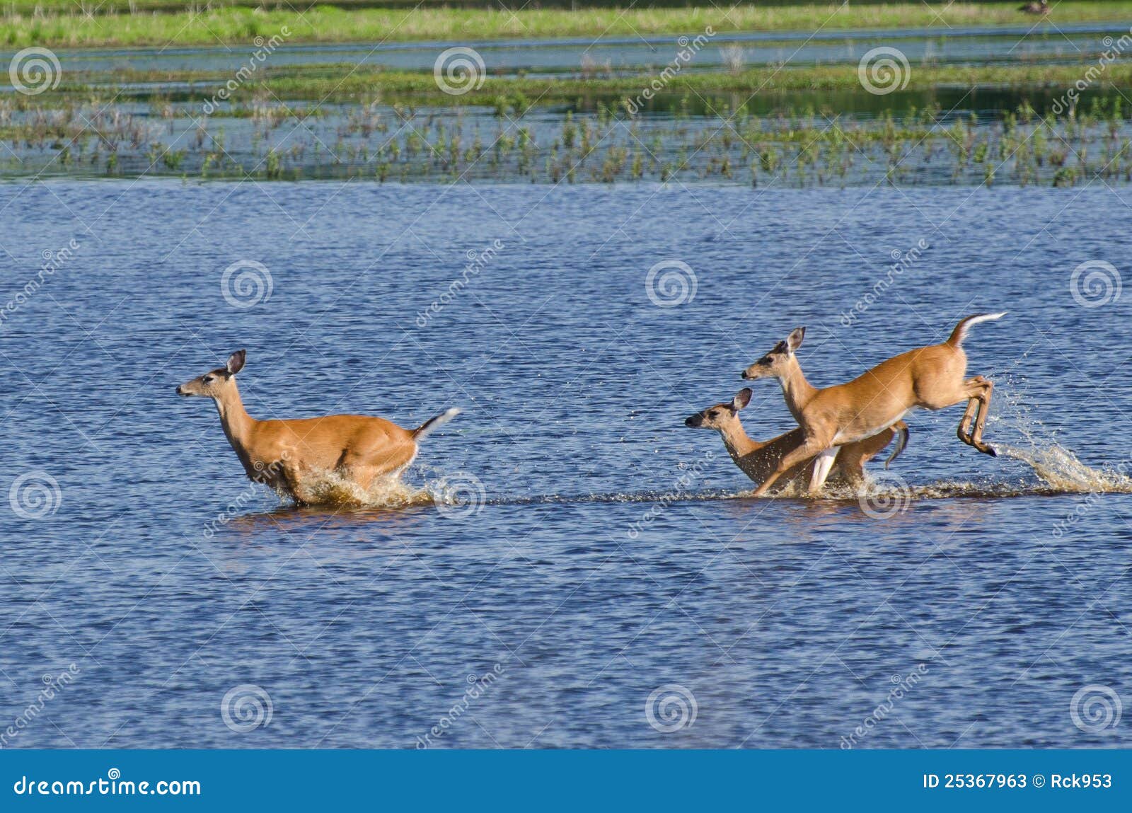Three Startled Deer Running through the Water Stock Image - Image of ...
