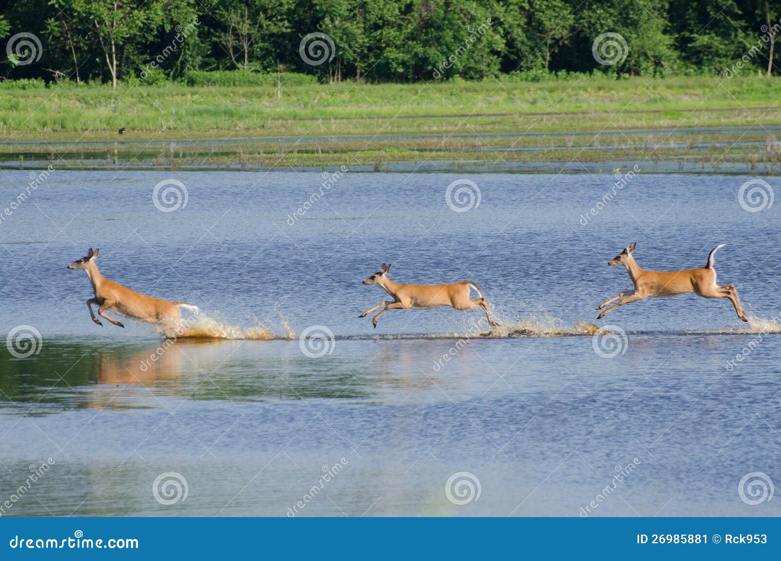 Three Startled Deer Running through the Water Stock Image - Image of ...