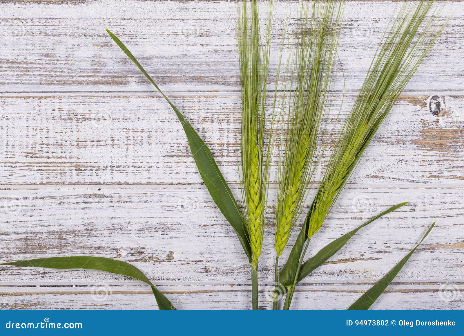 Three Stems of Green Wheat on a Wooden White Background Stock Photo ...