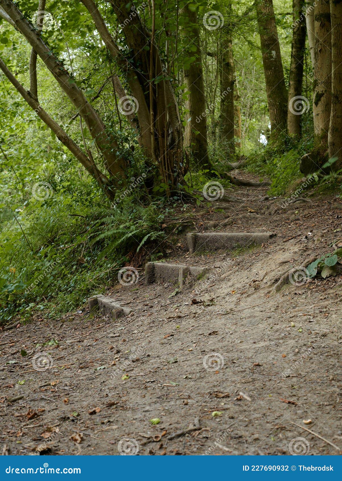 Three Steps Leading Up a Path in the Forest Stock Photo - Image of ...