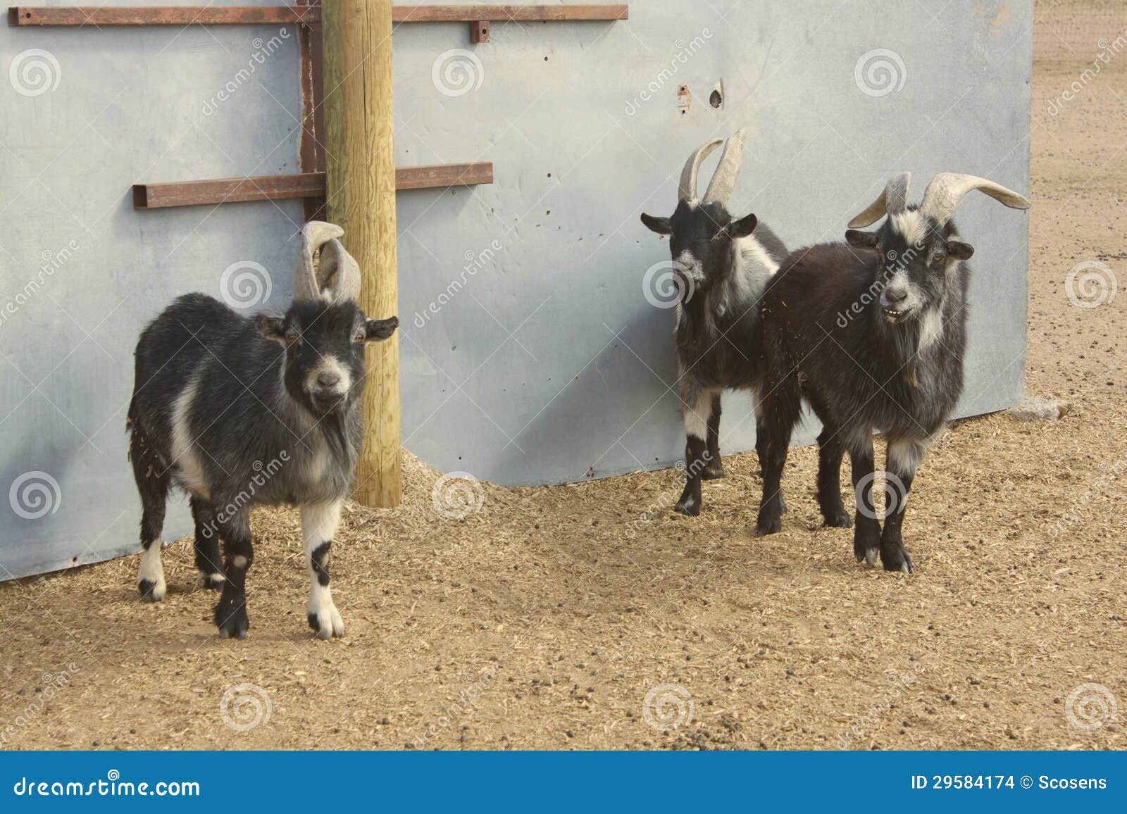 The Three Stooges stock photo. Image of agriculture, outdoors - 29584174