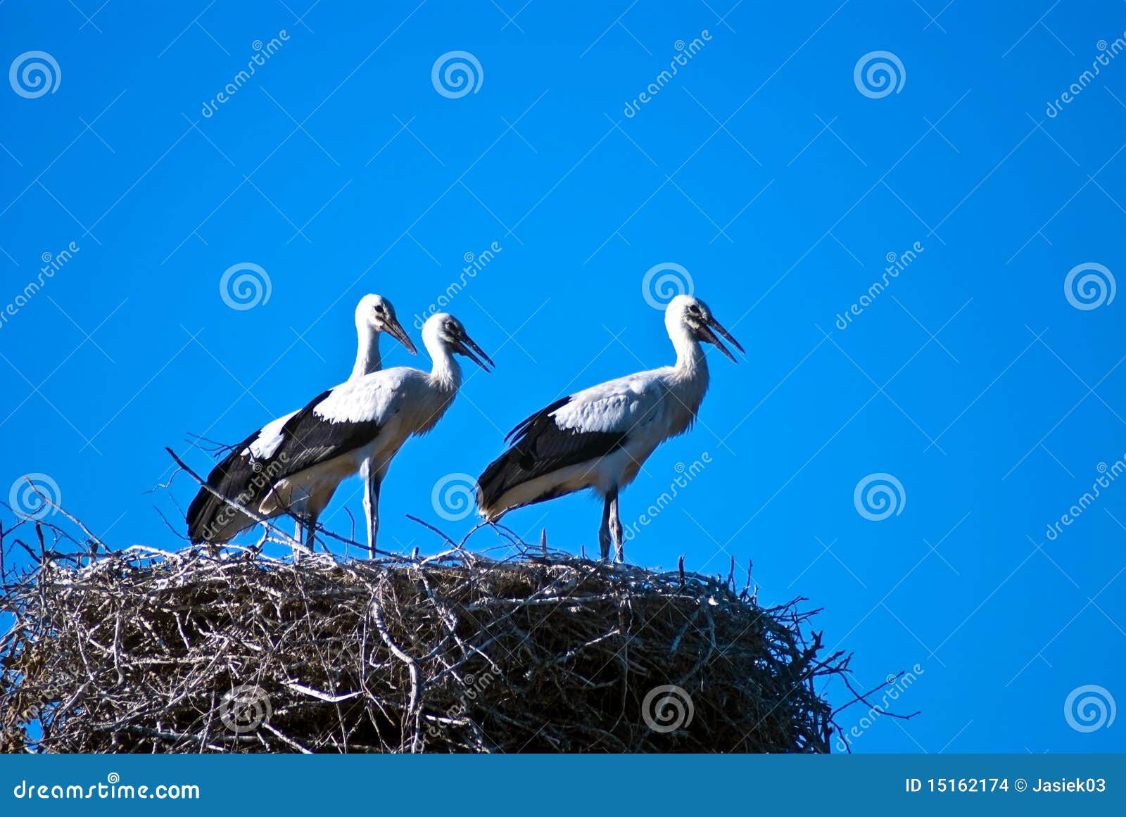 Three storks stock photo. Image of family, white, birdhouse - 15162174