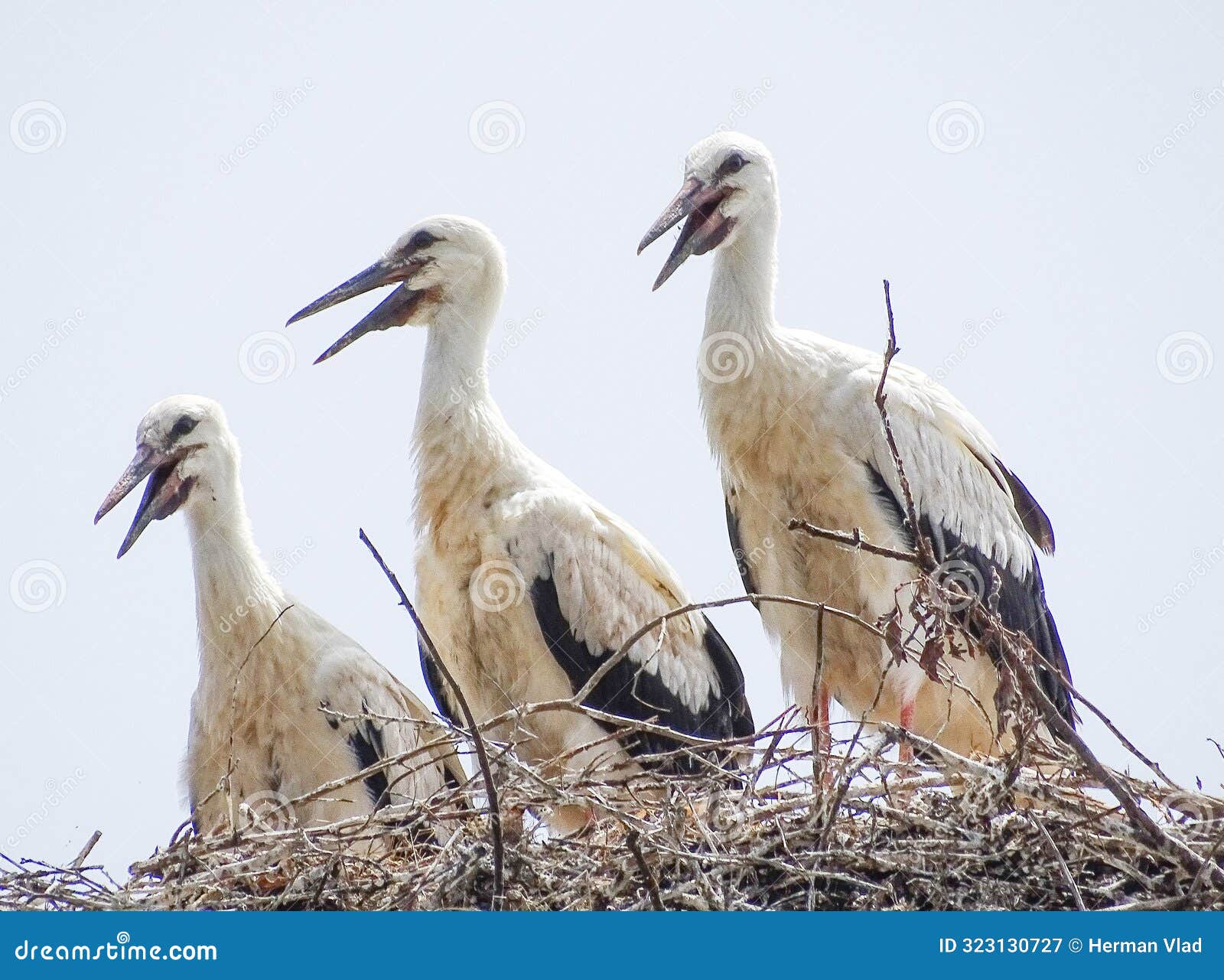 Three Storks in the Nest in Maramures County, Romania Stock Image ...