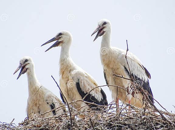 Three Storks in the Nest in Maramures County, Romania Stock Image ...