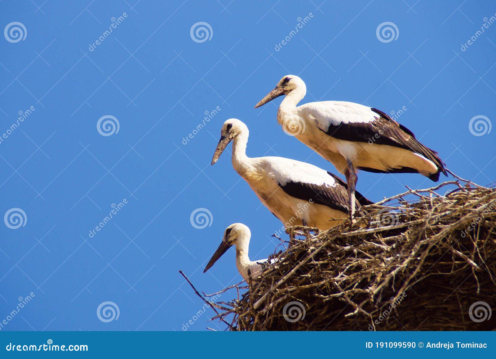 Three Storks in the Nest stock photo. Image of summer - 191099590