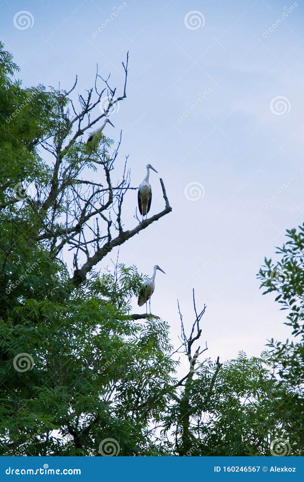 Three storks on a tree stock image. Image of birds, plumage - 160246567