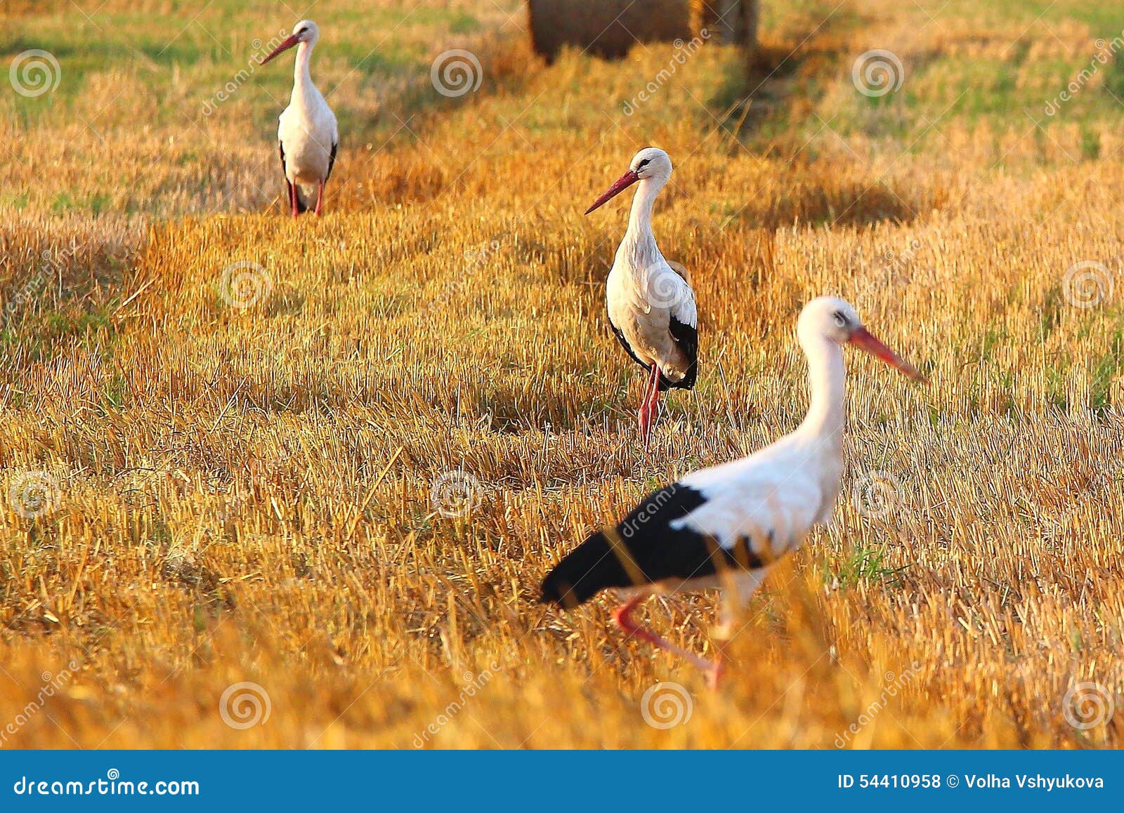 Three storks stock photo. Image of building, meadow, animal - 54410958