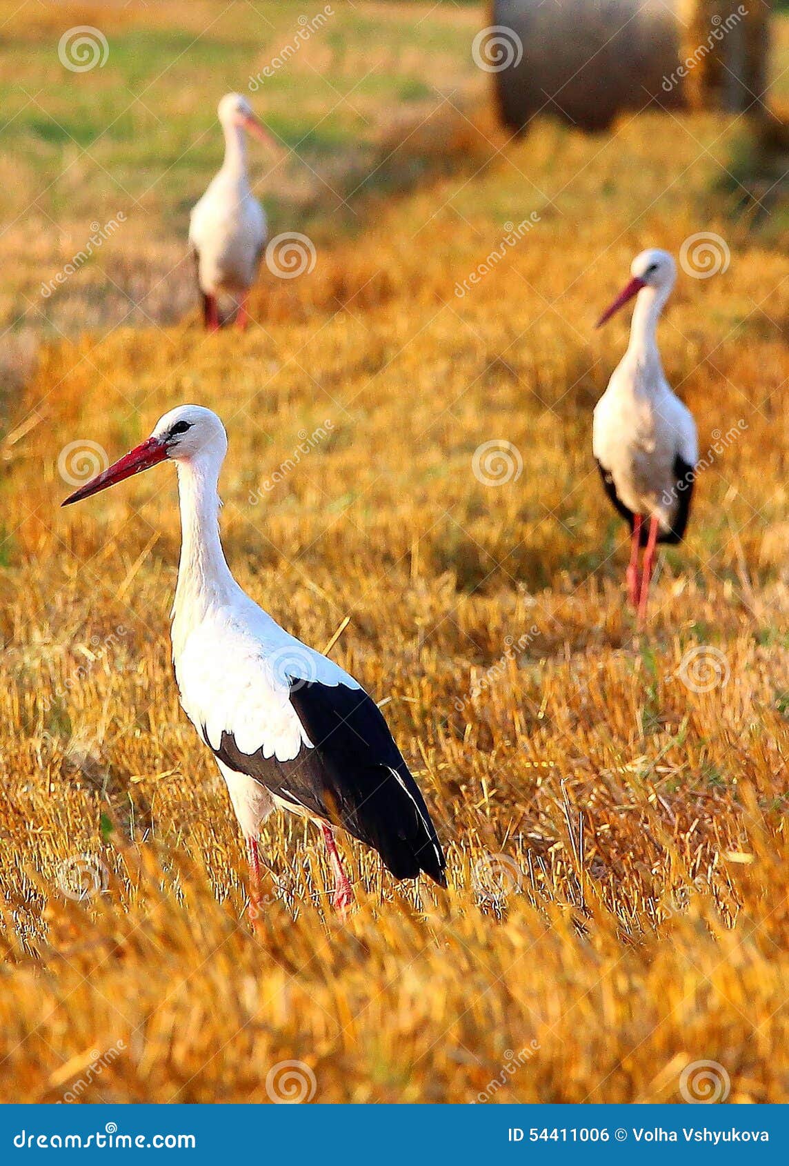 Three storks stock photo. Image of white, summer, outdoors - 54411006