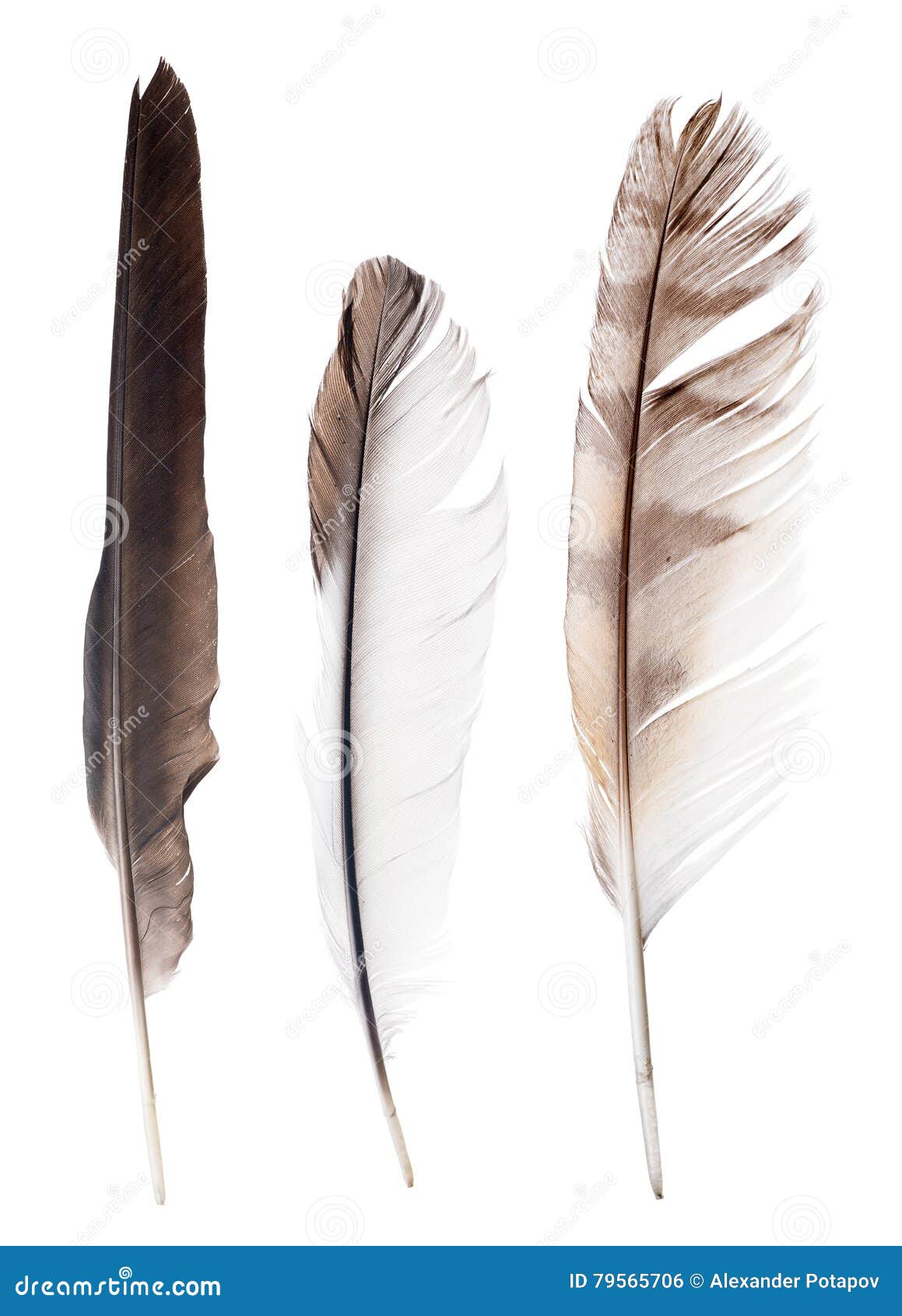 Three Straight Lines Of Twisted Manila Rope Stock Photo | CartoonDealer ...