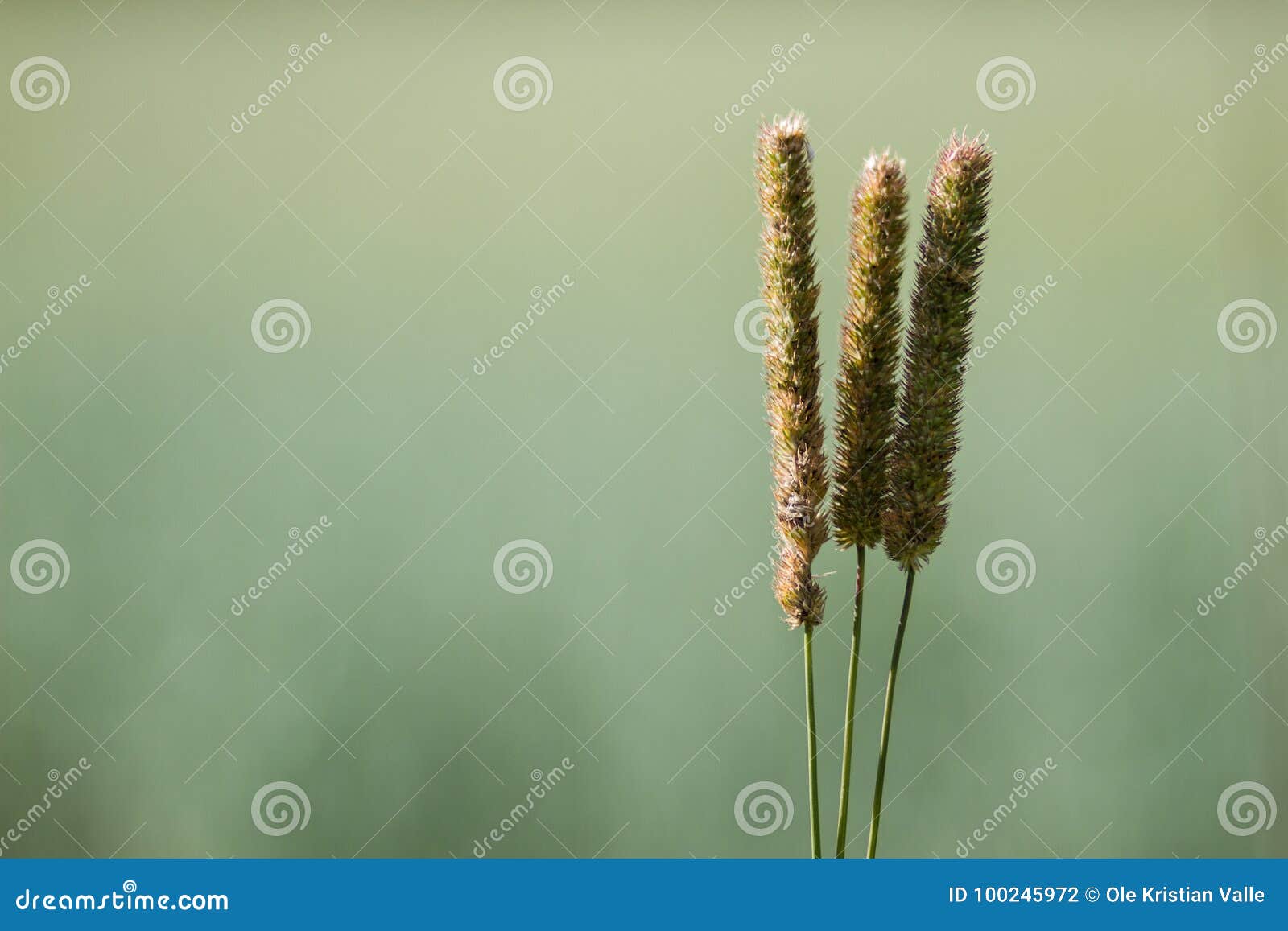 Grass stock photo. Image of three, narrow, grass, norway - 100245972