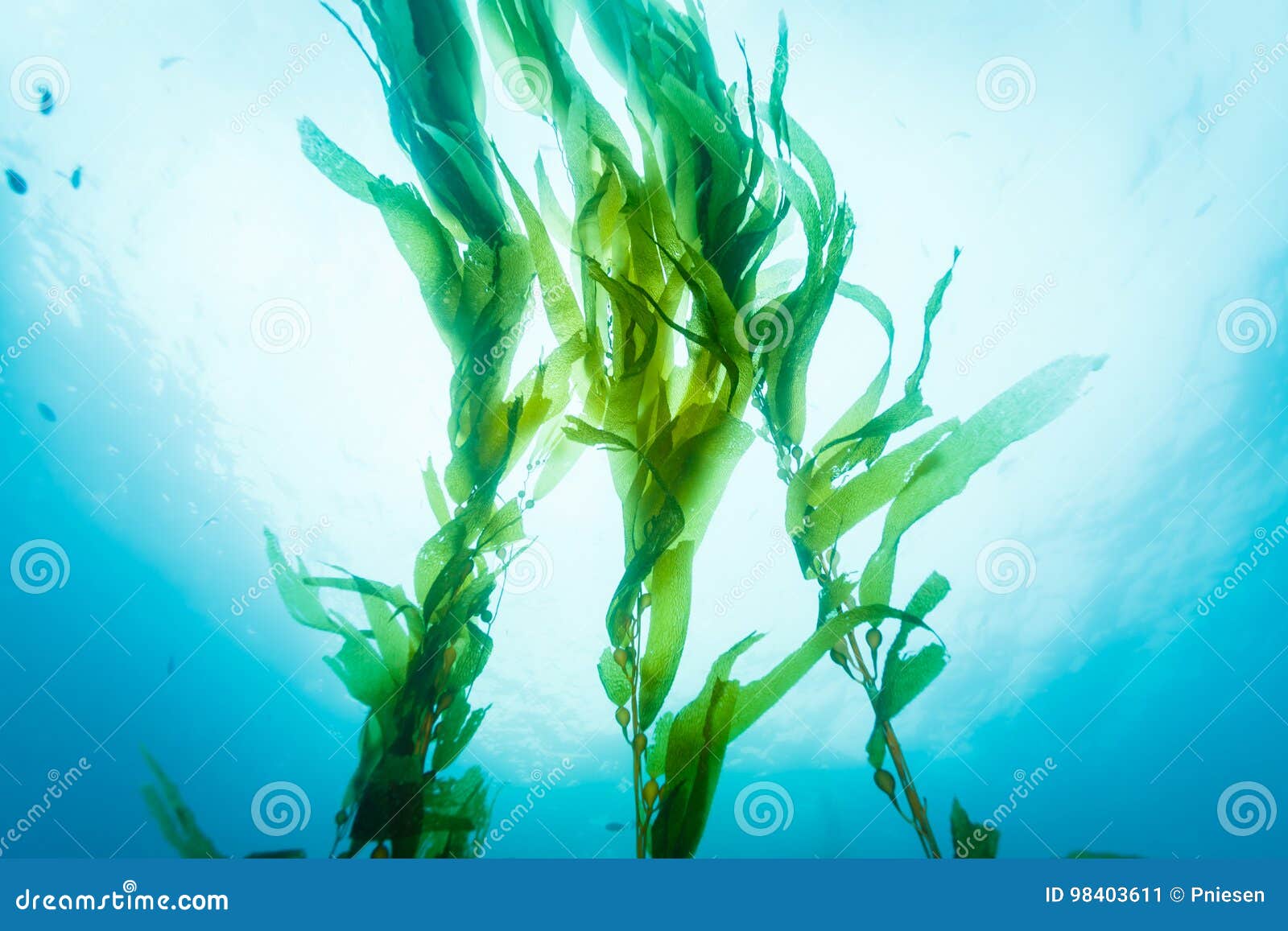 Three Strands of Kelp Wave Lazily Up from the Ocean Floor Stock Image ...
