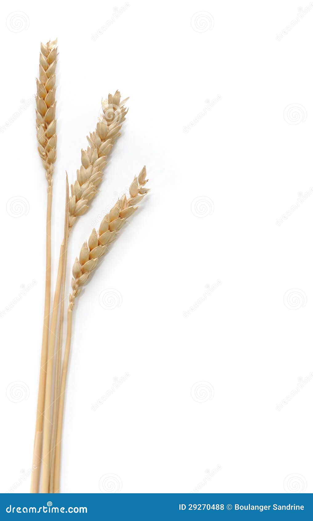 Three strands of wheat stock photo. Image of white, corn - 29270488