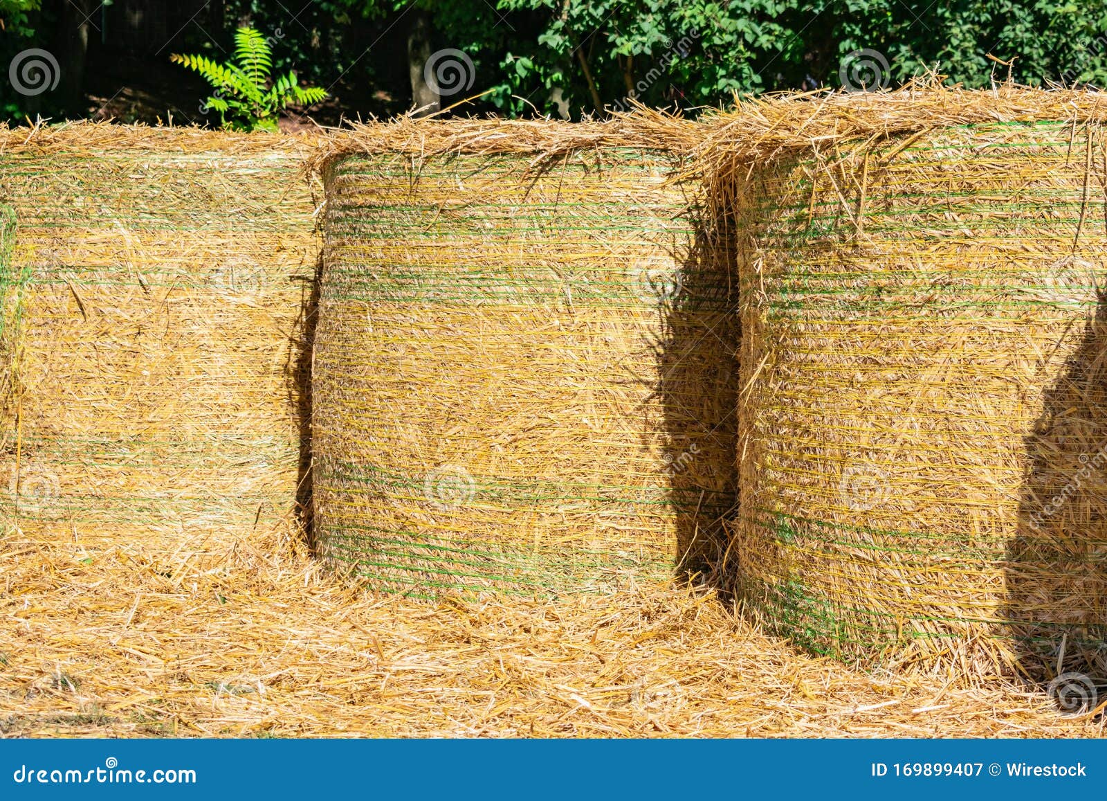 Straw Stems Put Side by Side in a Farm during Daytime Stock Image ...