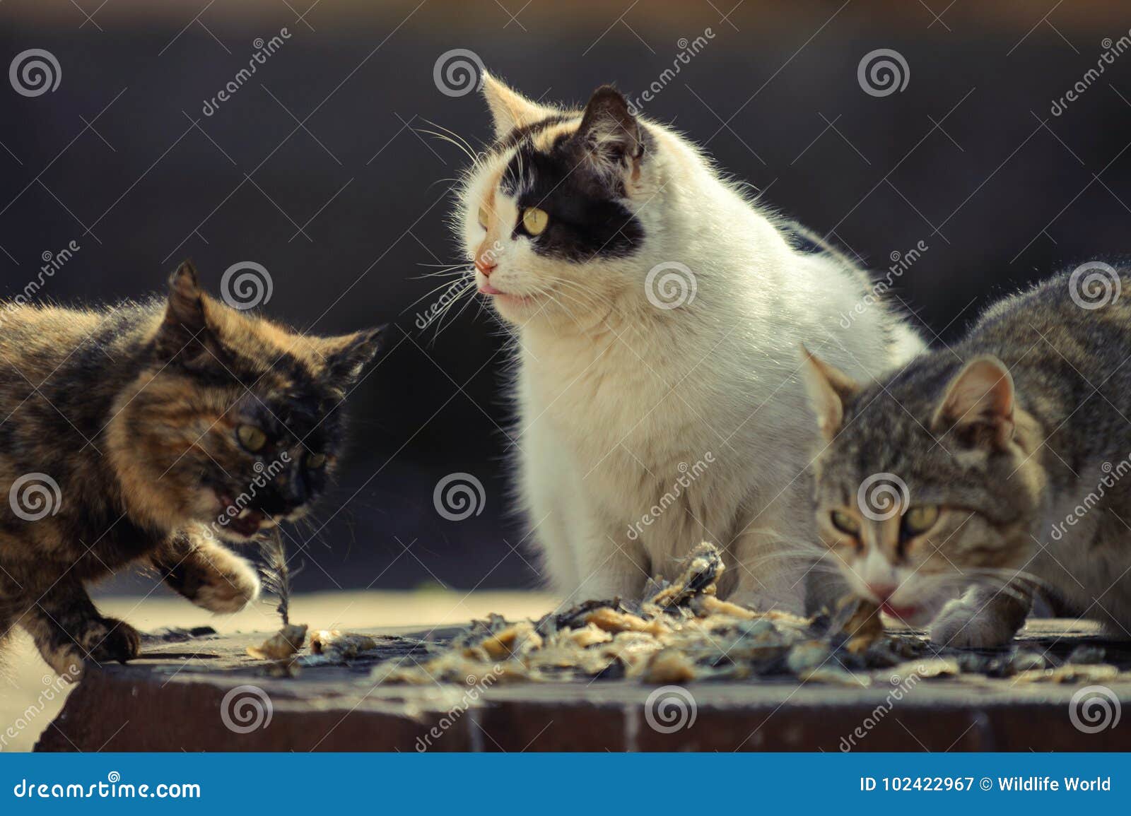Three stray cat eat stock image. Image of adorable, portrait - 102422967