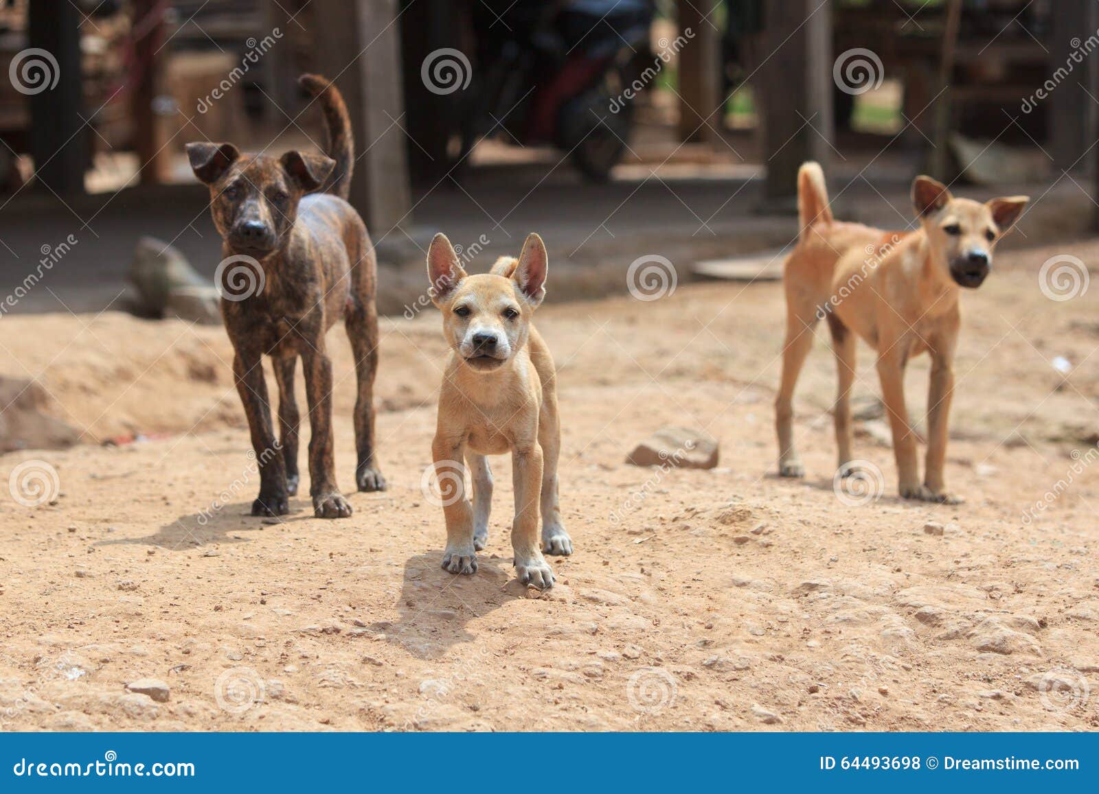 Three Stray Guard Dogs Protecting Territory Stock Photo - Image of ...