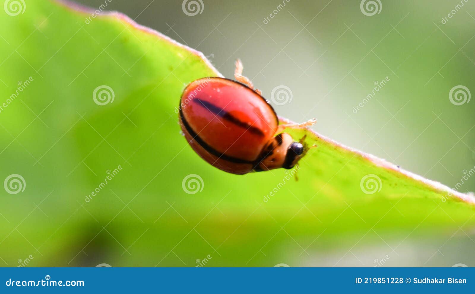 Close Up of Three Strip Ladybird or Micraspis Univittata on the Leaf ...
