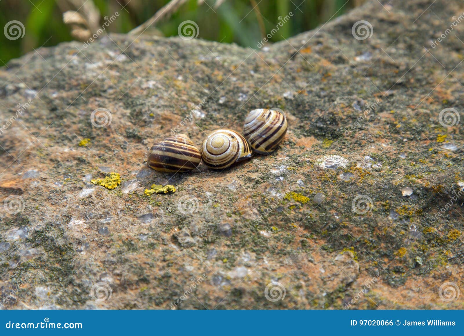 Three Striped Brown Snail Shells on a Rock Stock Photo - Image of ...