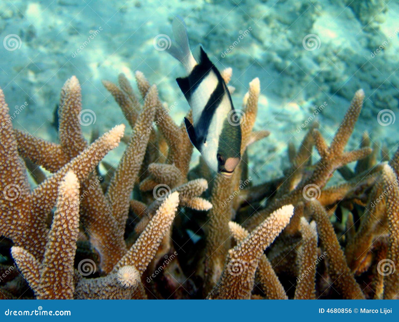 Three Striped Damsel stock photo. Image of tropical, snorkeling - 4680856