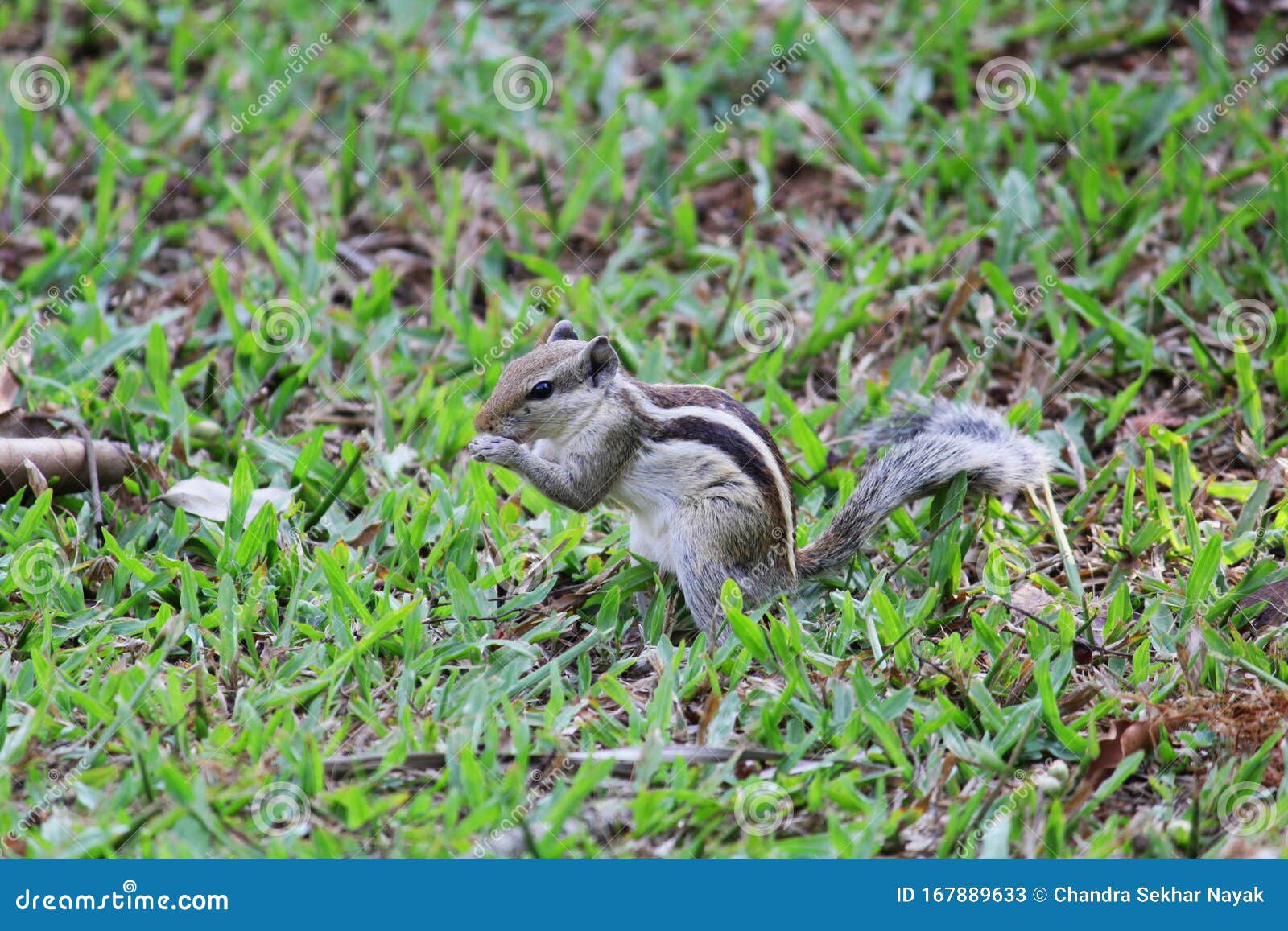 Squirrel on Grass Eating Nuts Stock Image - Image of asia, making ...