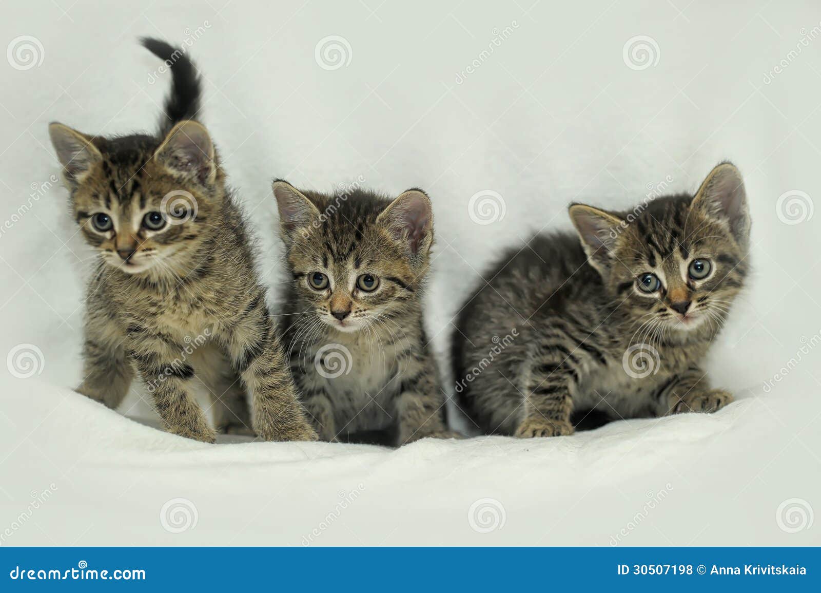 Three striped kitten stock photo. Image of adorable, catching - 30507198