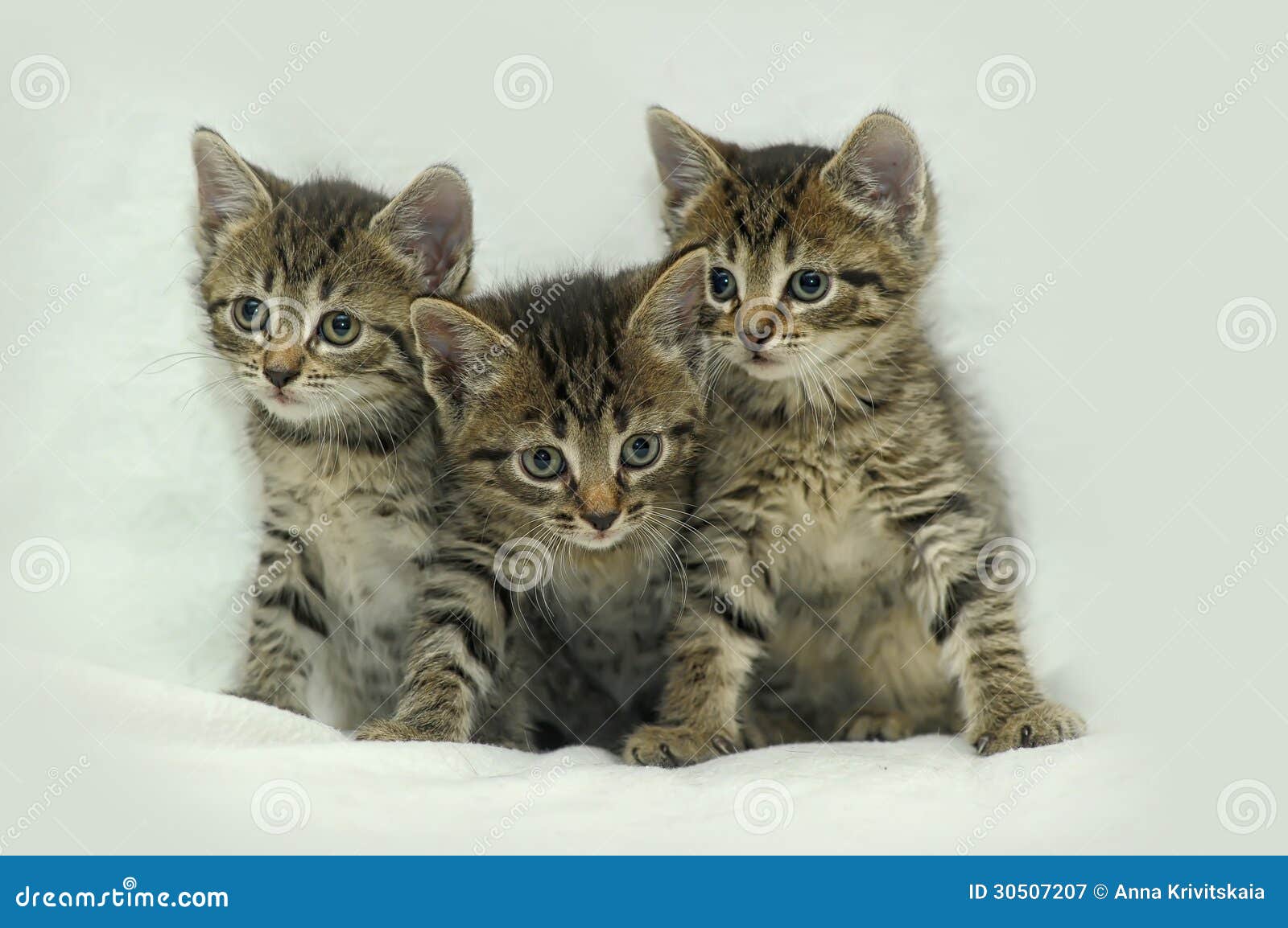Three striped kitten stock image. Image of eyes, cute - 30507207