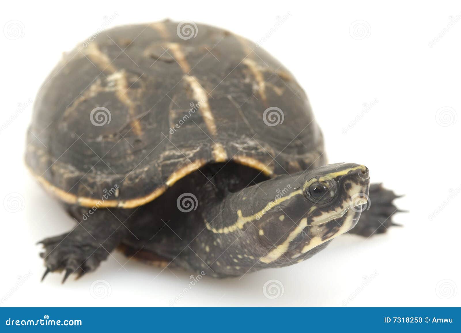Striped Mud Turtle