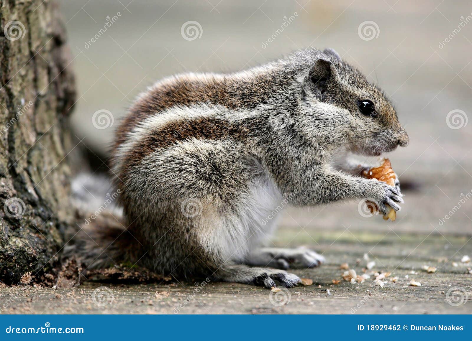 Three-striped Palm Squirrel Stock Photo - Image of wildlife, adorable ...