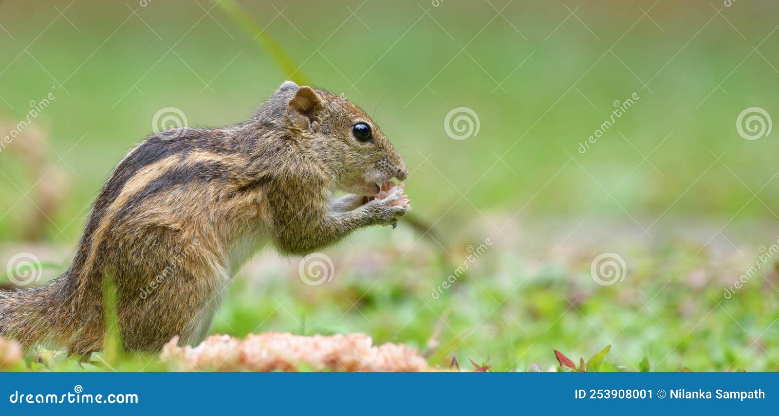 Three-striped Palm Squirrel Sitting on the Grass, Hungry Squirrel ...