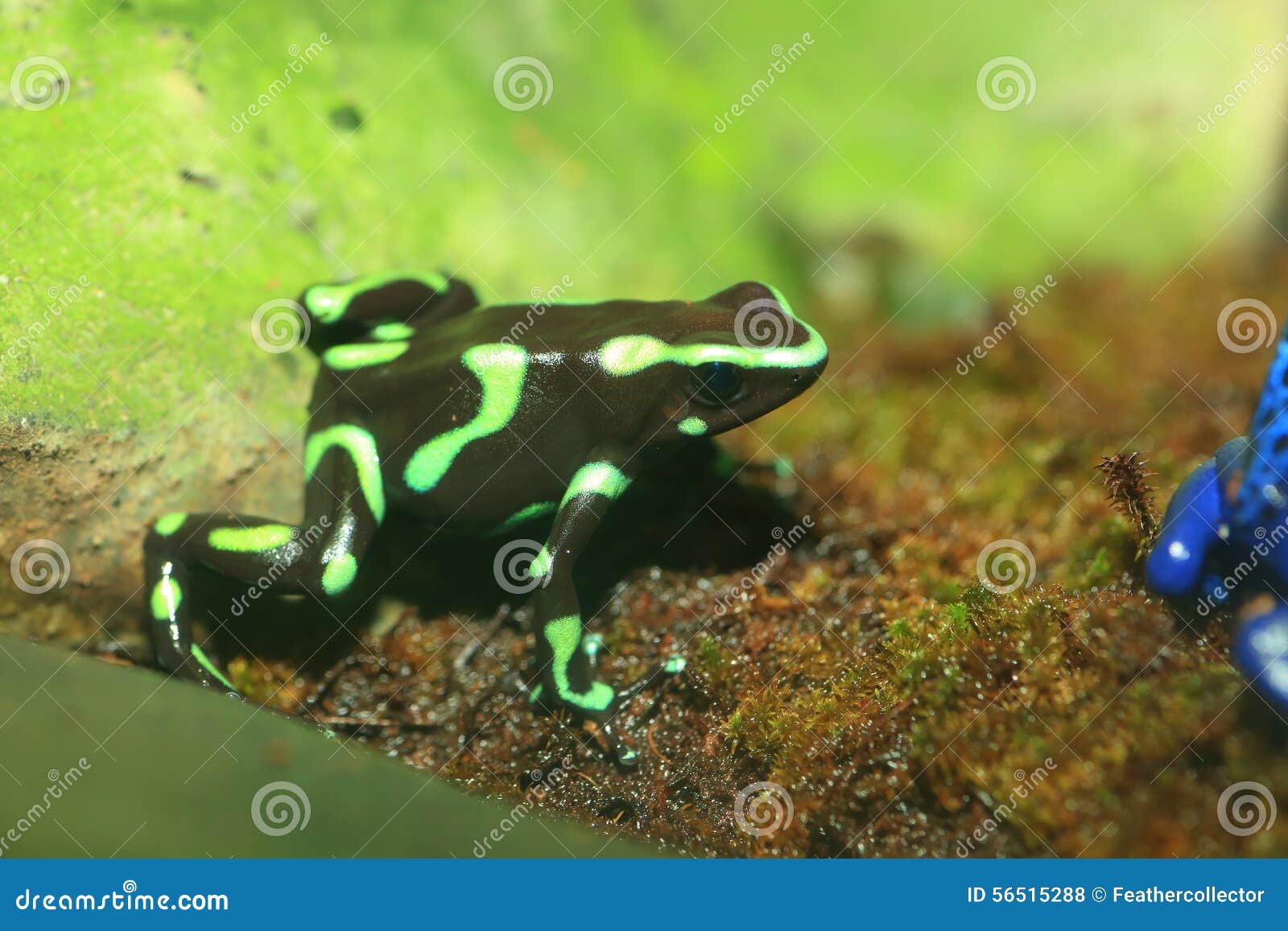Red Striped Poison Dart Frog Blue Legs Stock Photo | CartoonDealer.com ...