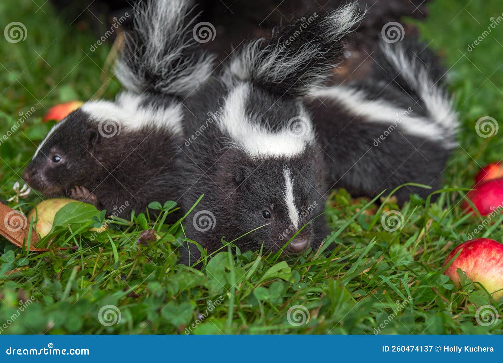 Three Striped Skunk Mephitis Mephitis Kits Huddle Together Summer Stock ...