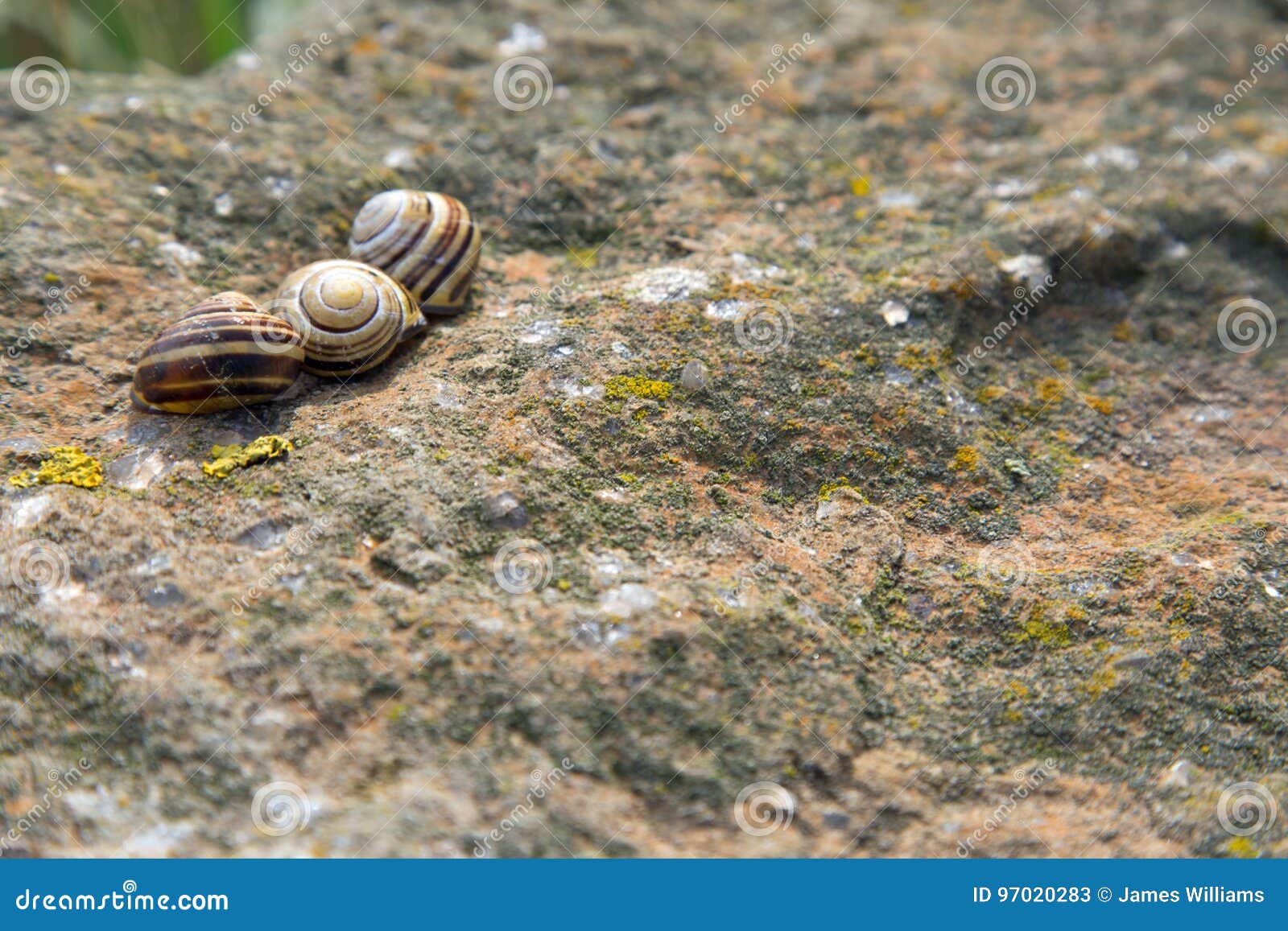 Three Striped Snails on a Rock Stock Image - Image of spiral, rough ...