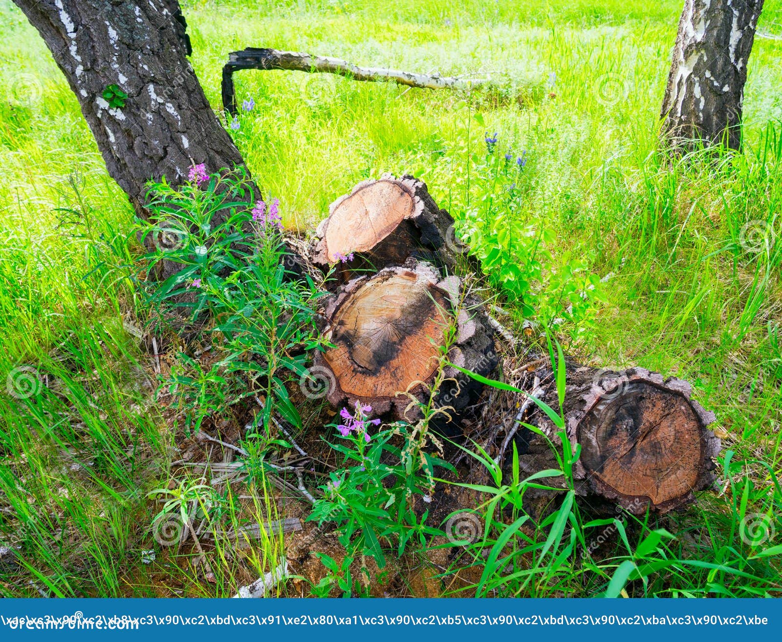 Three Stump from Felled Birch Trees in Forest . Stock Photo - Image of ...